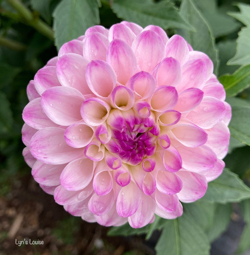 Lyn's Louise | Curly Girl Gardening