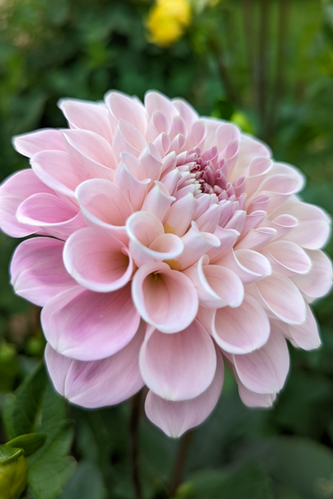Sweet Natalie | Curly Girl Gardening