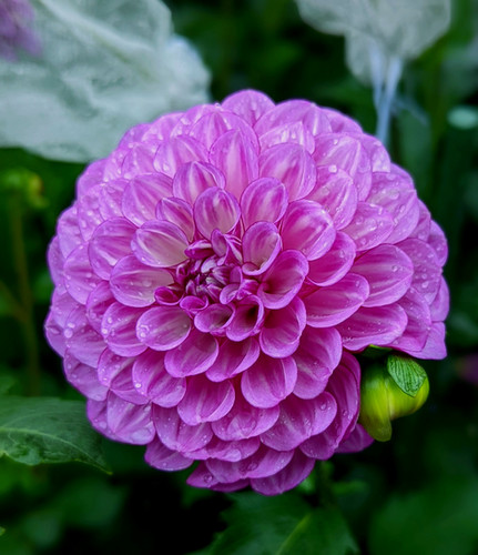 Robann Regal | Curly Girl Gardening