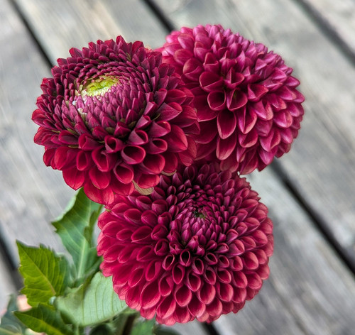 Copper Boy | Curly Girl Gardening