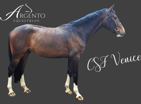 Horses For Sale | Argento Equestrian