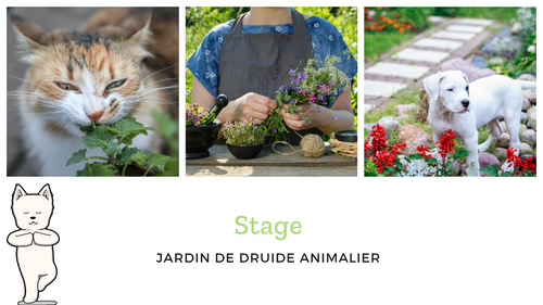 Stage jardin de druide animalier | Druide animalier