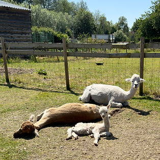 Free to Visit | River Bourne Community Farm | Salisbury