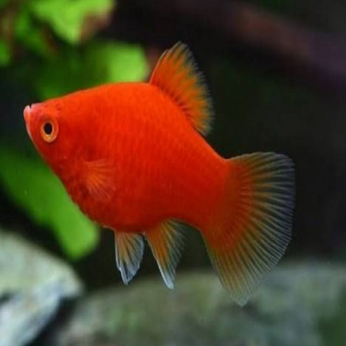 Platy Red Ruby | Discus Py