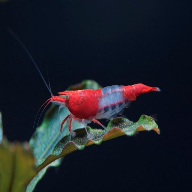 RED RILLI SAKURA | Discus Py