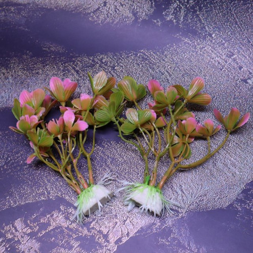 PLANTA PINK - GREEN 12CM | Discus Py