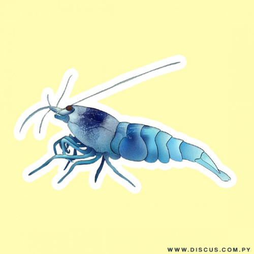 GAMBA AZUL 789 | Discus Py