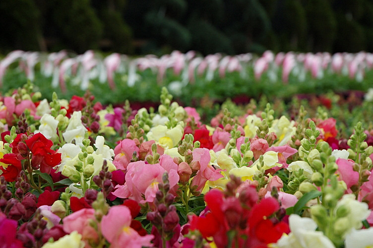 Our Select Plants | annes-html