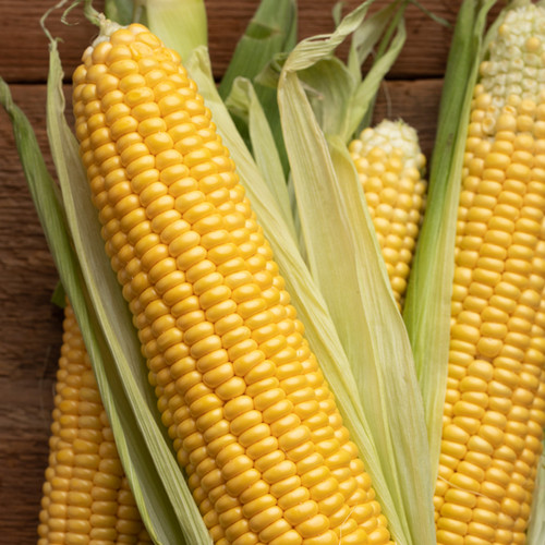 Sweet Corn | new Universal Import Export UK LTD