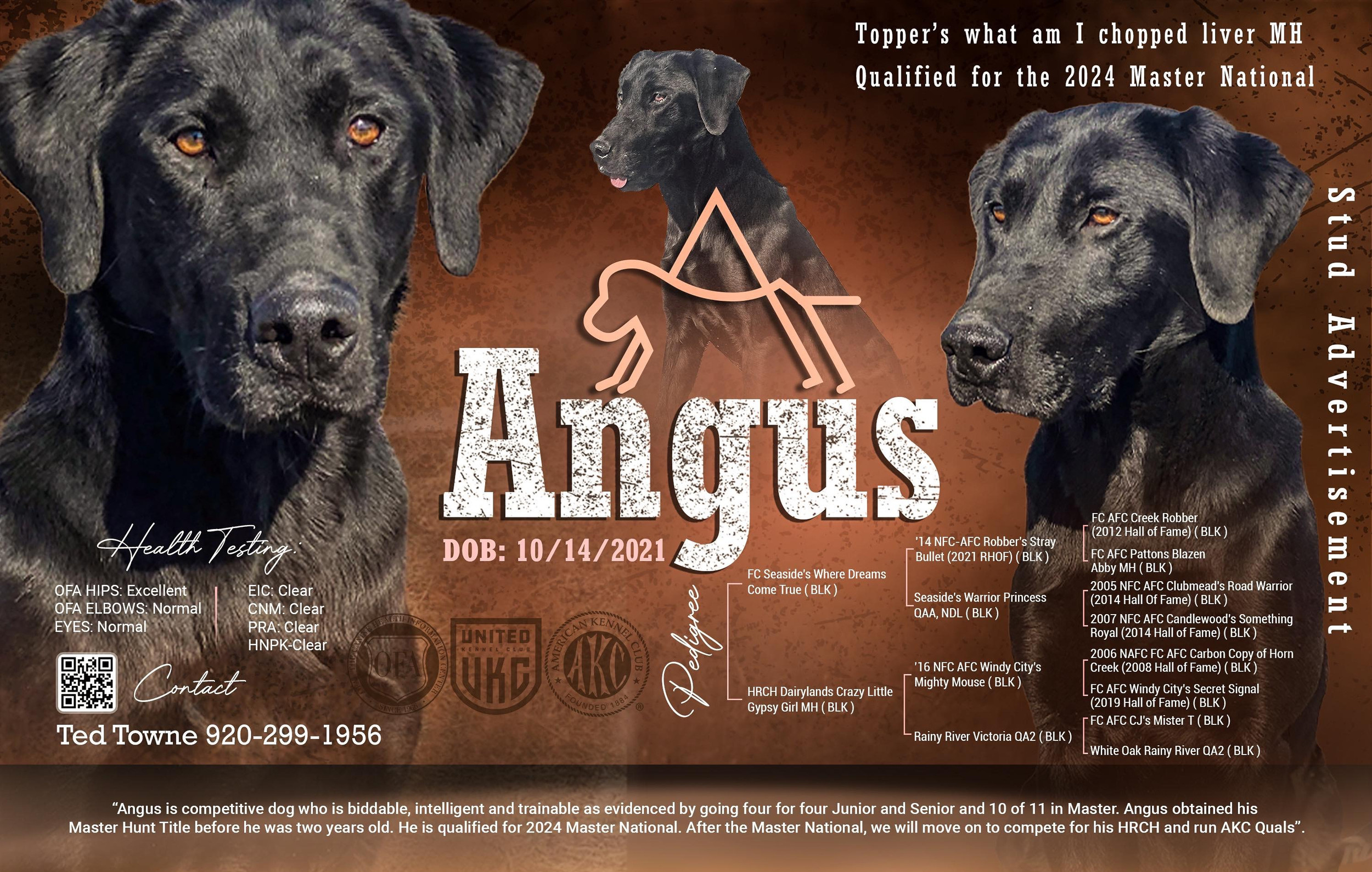 STUD DOGS | DizzyDog Designs