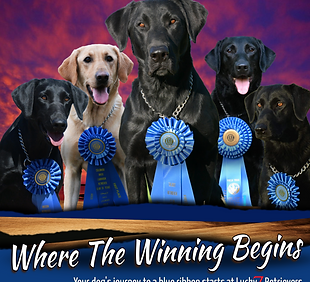 Dog Advertising | Stud Dog Ads | Puppy Litter Announcements | Dog ...