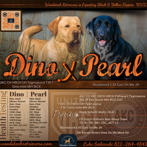 Puppy Litter Announcements | DizzyDog Designs