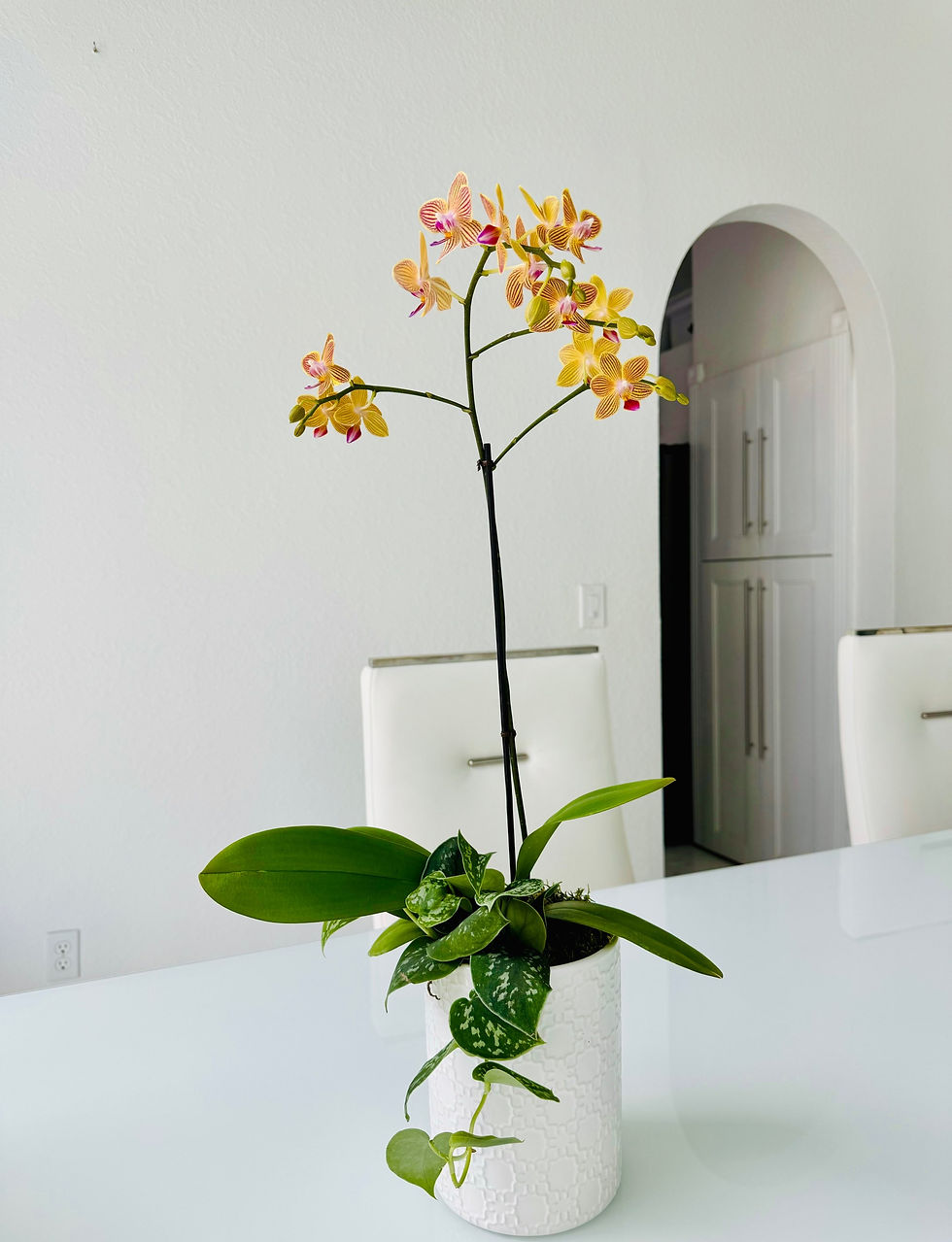 Small Yellow Phalaenopsis Orchid Arrangement | AITAK