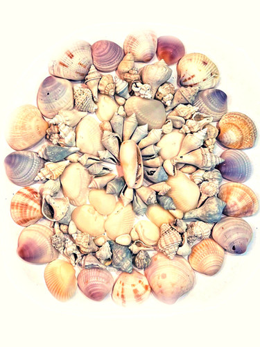 Seashell Mandalas | Suncoast Shell Art
