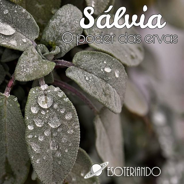 O poder magico da Sálvia e seu uso.