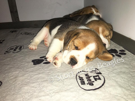 Short Acres Beagles | Beagle Puppies for Sale in South Carolina