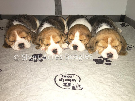 Short Acres Beagles | Beagle Puppies for Sale in South Carolina