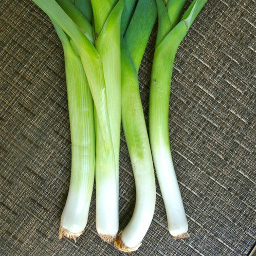 Leeks, American Flag (seed packet) | VISTA Gardens