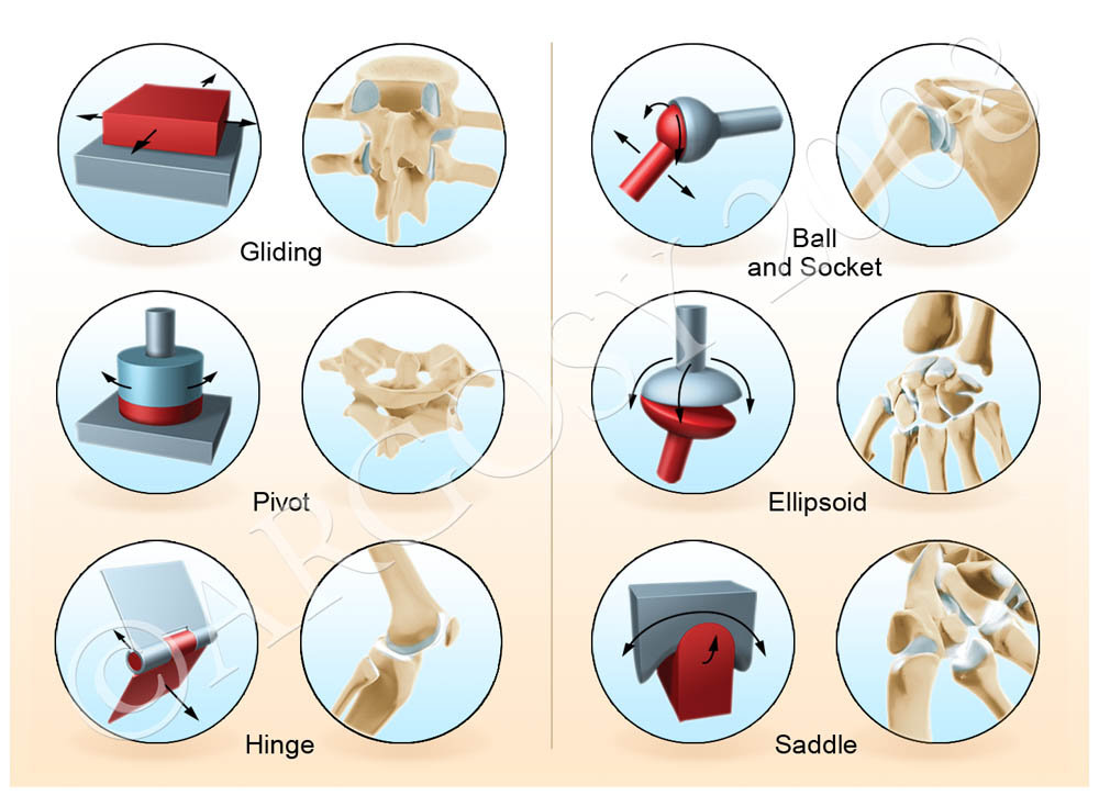 The Bipedal Skeleton