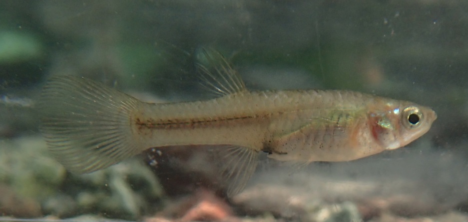 Fish Habitat Grants | Desert Fish Habitat Partnership | United States