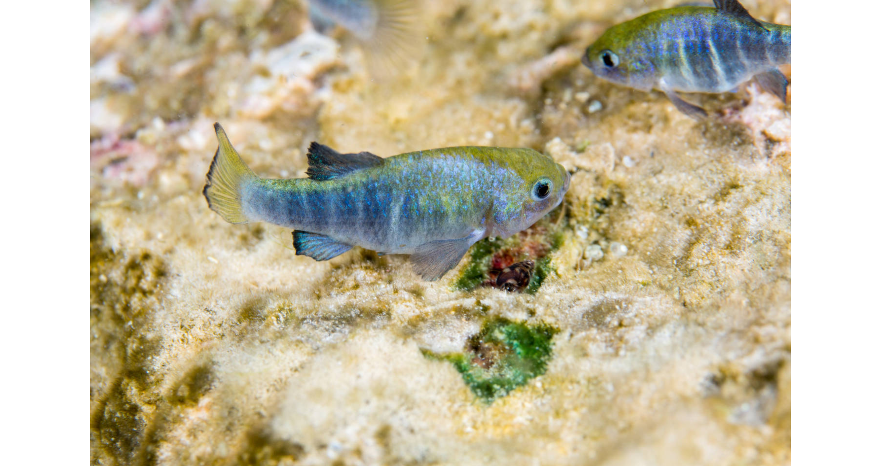 Fish Habitat Grants | Desert Fish Habitat Partnership | United States