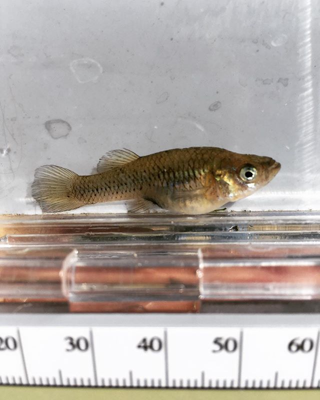 Fish Habitat Grants | Desert Fish Habitat Partnership | United States