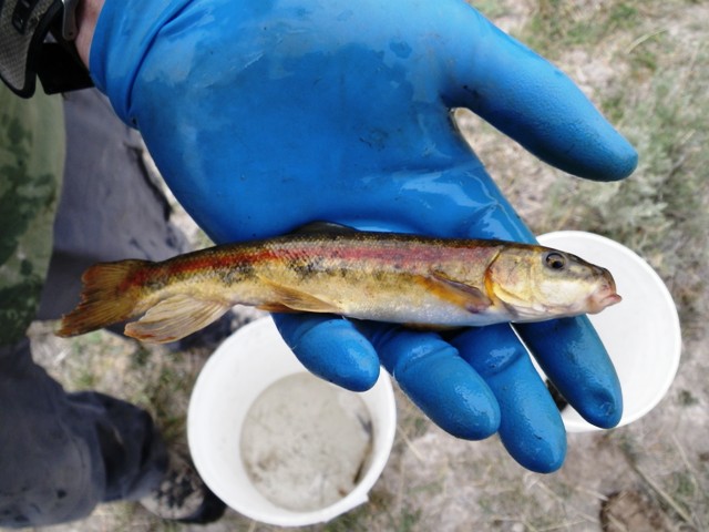 Fish Habitat Grants | Desert Fish Habitat Partnership | United States