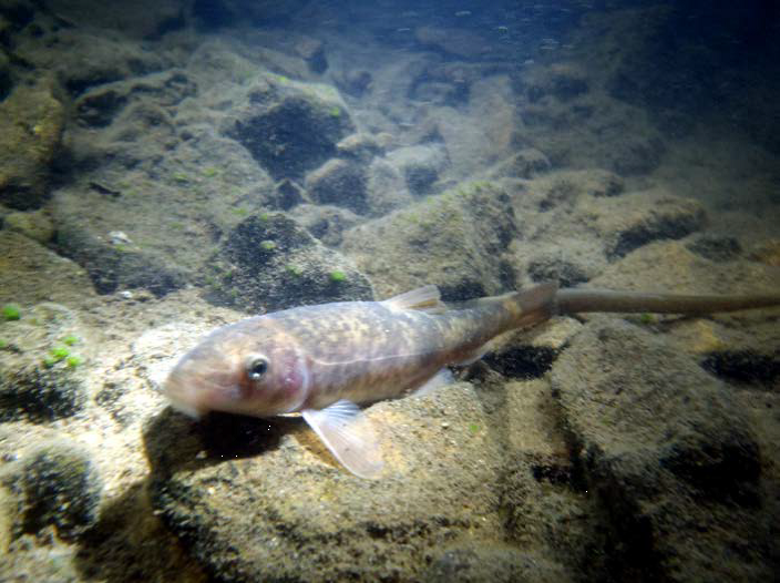 Fish Habitat Grants | Desert Fish Habitat Partnership | United States