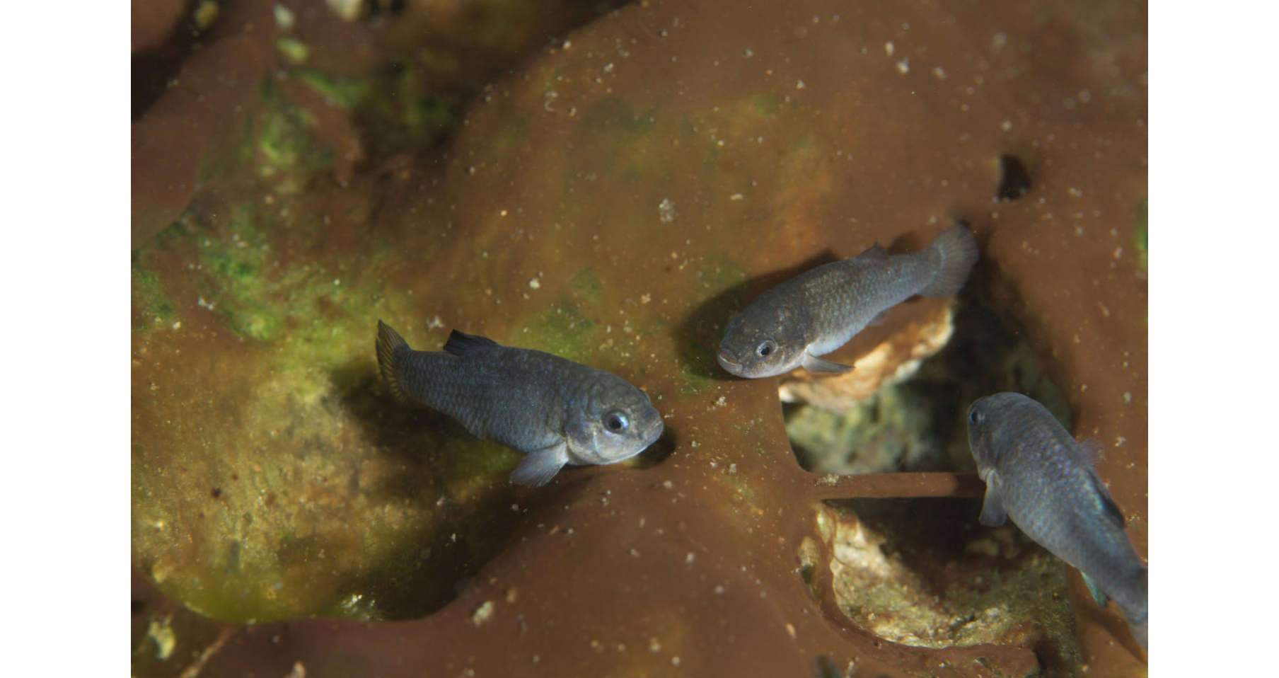 Fish Habitat Grants | Desert Fish Habitat Partnership | United States