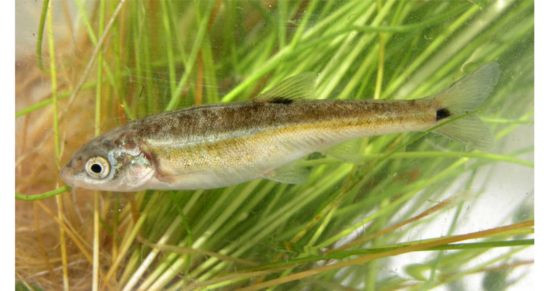 Fish Habitat Grants | Desert Fish Habitat Partnership | United States