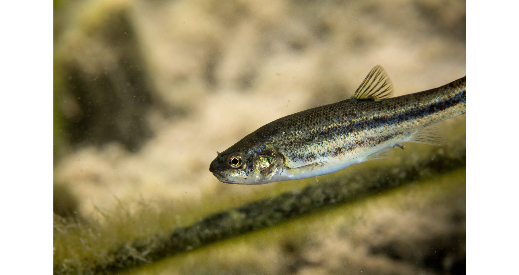 Fish Habitat Grants | Desert Fish Habitat Partnership | United States