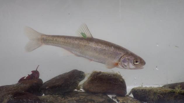 Fish Habitat Grants | Desert Fish Habitat Partnership | United States