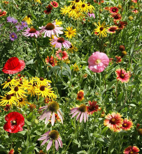 Popular Pollinator Mixes | Golden Seed Company