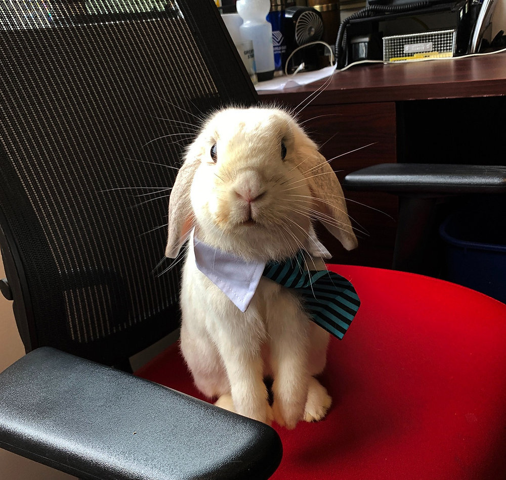Bobby The Bunny