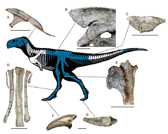 Paleontology Newsflash: Spectrovenator ragei - Dinosaur Park