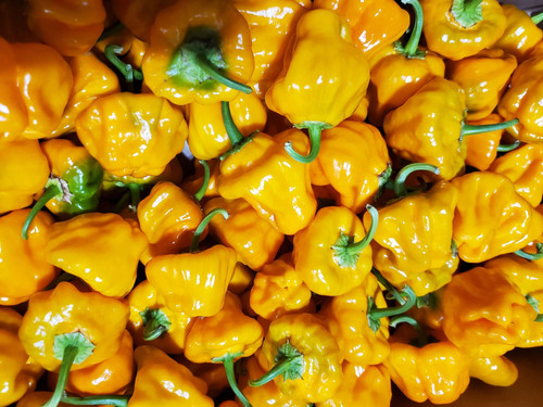 Yellow Scotch Bonnets | Spotted Owl Farm
