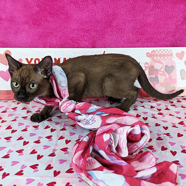 Kittens Available Today! | Connecticut Kitten Sale