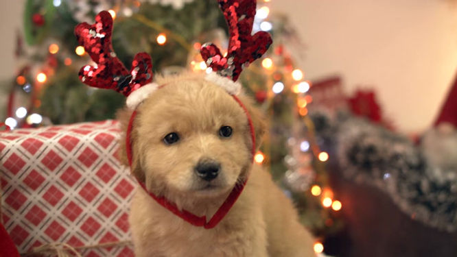 ALL PETS CLUB | Pets | Pet Supplies | Pet Store | Connecticut