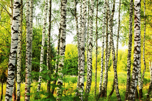 5-0094 Birch Forest | Mini Max