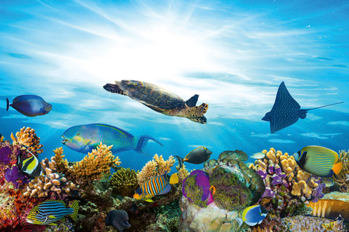 5-0216 Fish | Mini Max