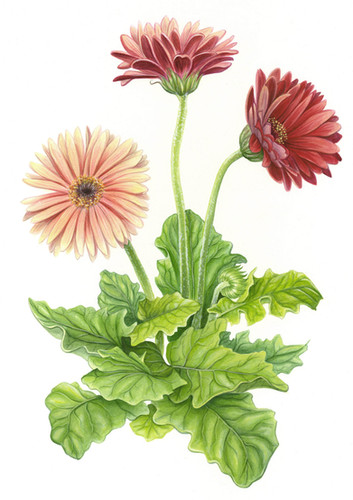 Gerber Daisy Card With Envelope | Kelsey Wilson Studio