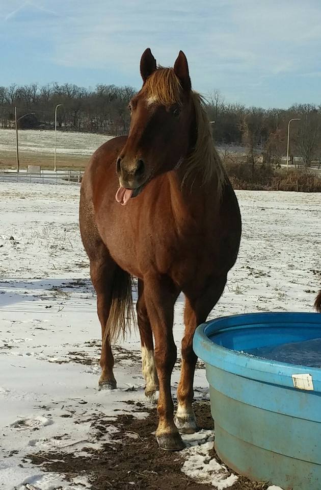 Misty River Equestrian Center