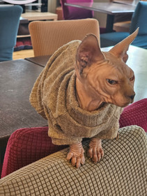 Visit Us | The Cat House Norwich