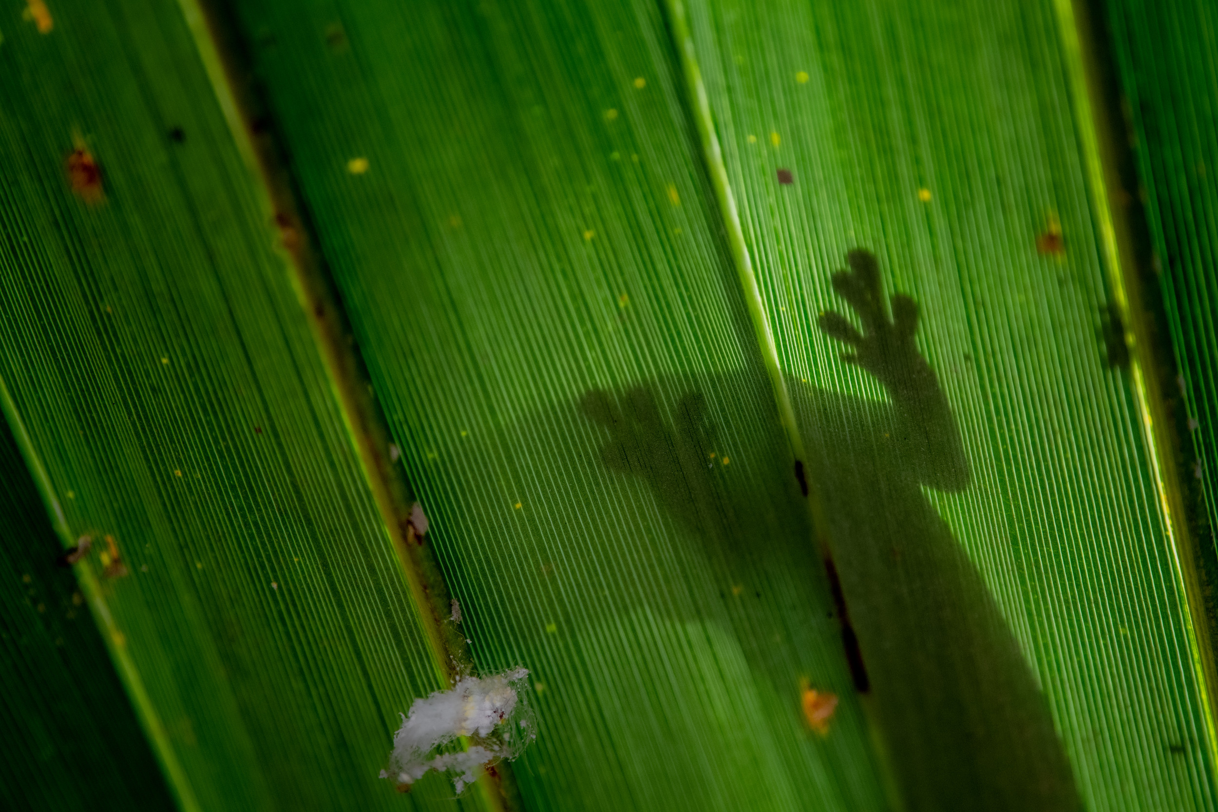 Photographie Animalière | Maëva Tangama