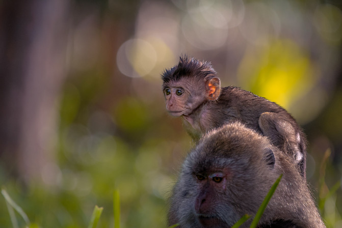 Île Maurice | Maëva Tangama