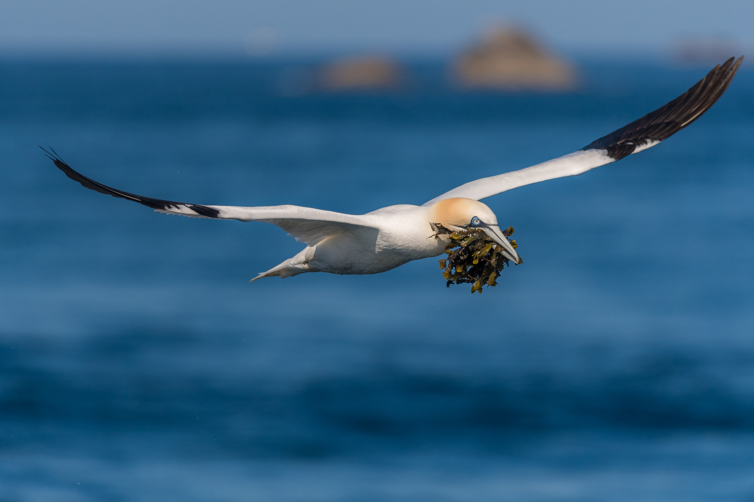 La Bretagne | Maëva Tangama