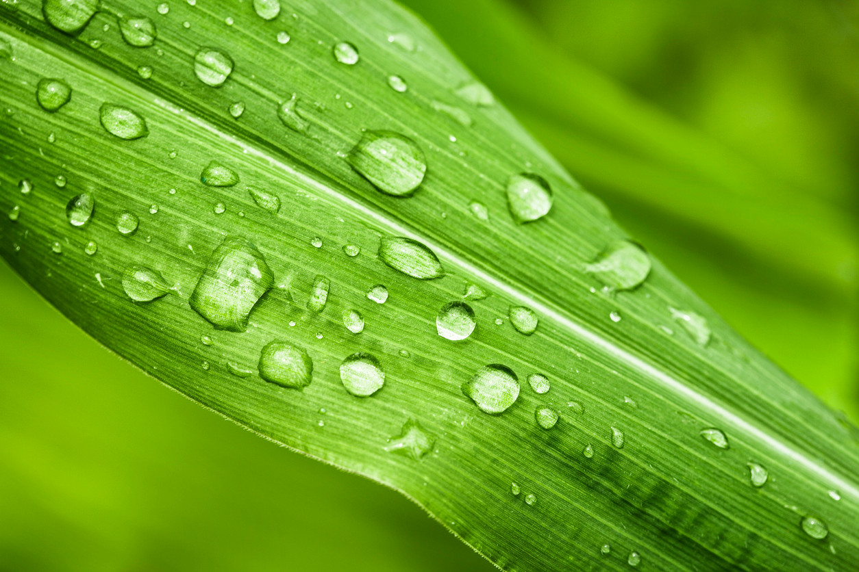 Lanphos HT66 | Lankem Surfactants | Anionics