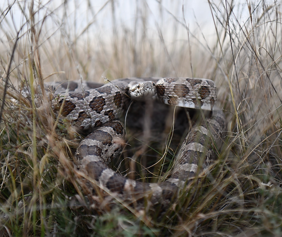 Western Diamondback Rattlesnake Bite Protocol
