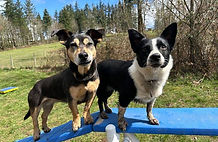 unleashed dog boarding