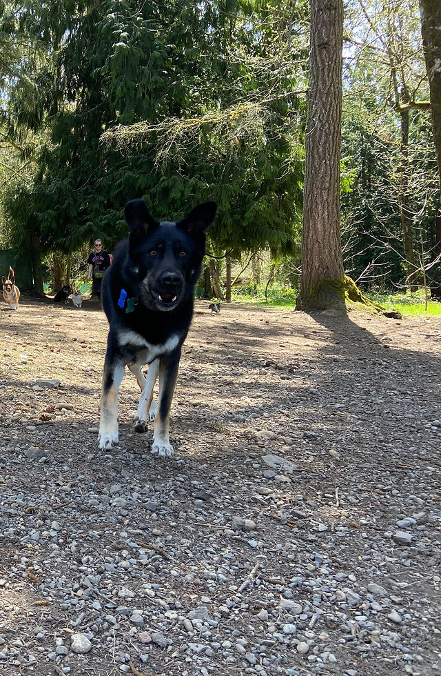 unleashed dog solutions